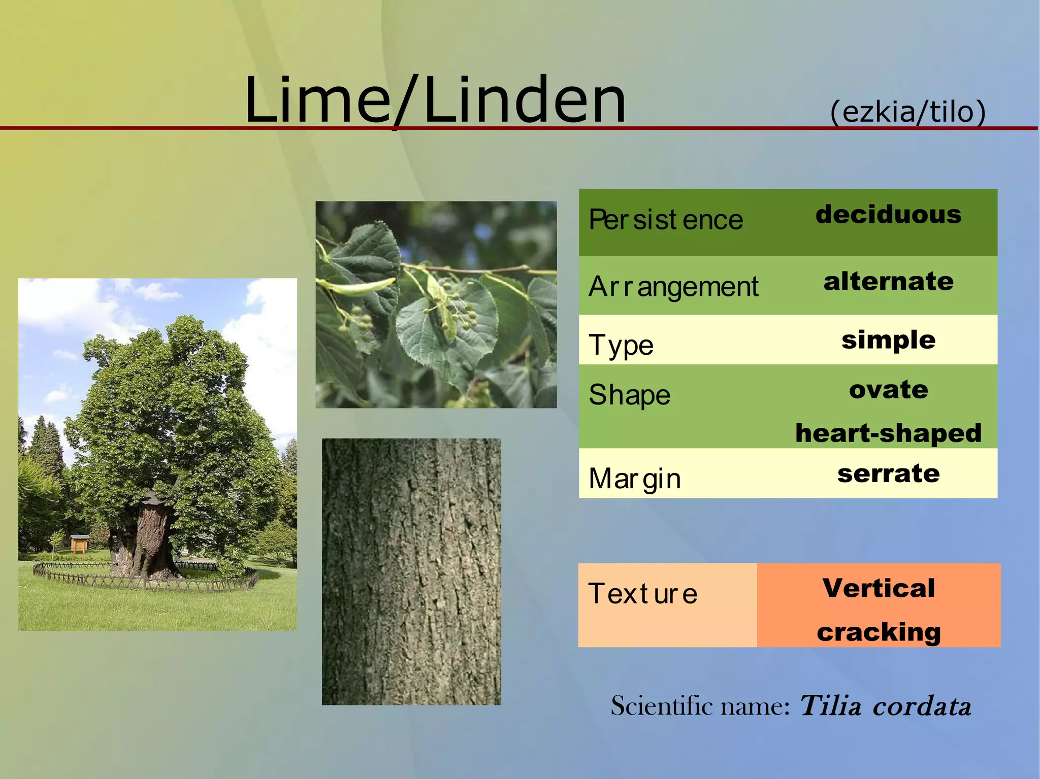 Classification of trees | PPT | Gardening | Home & Garden