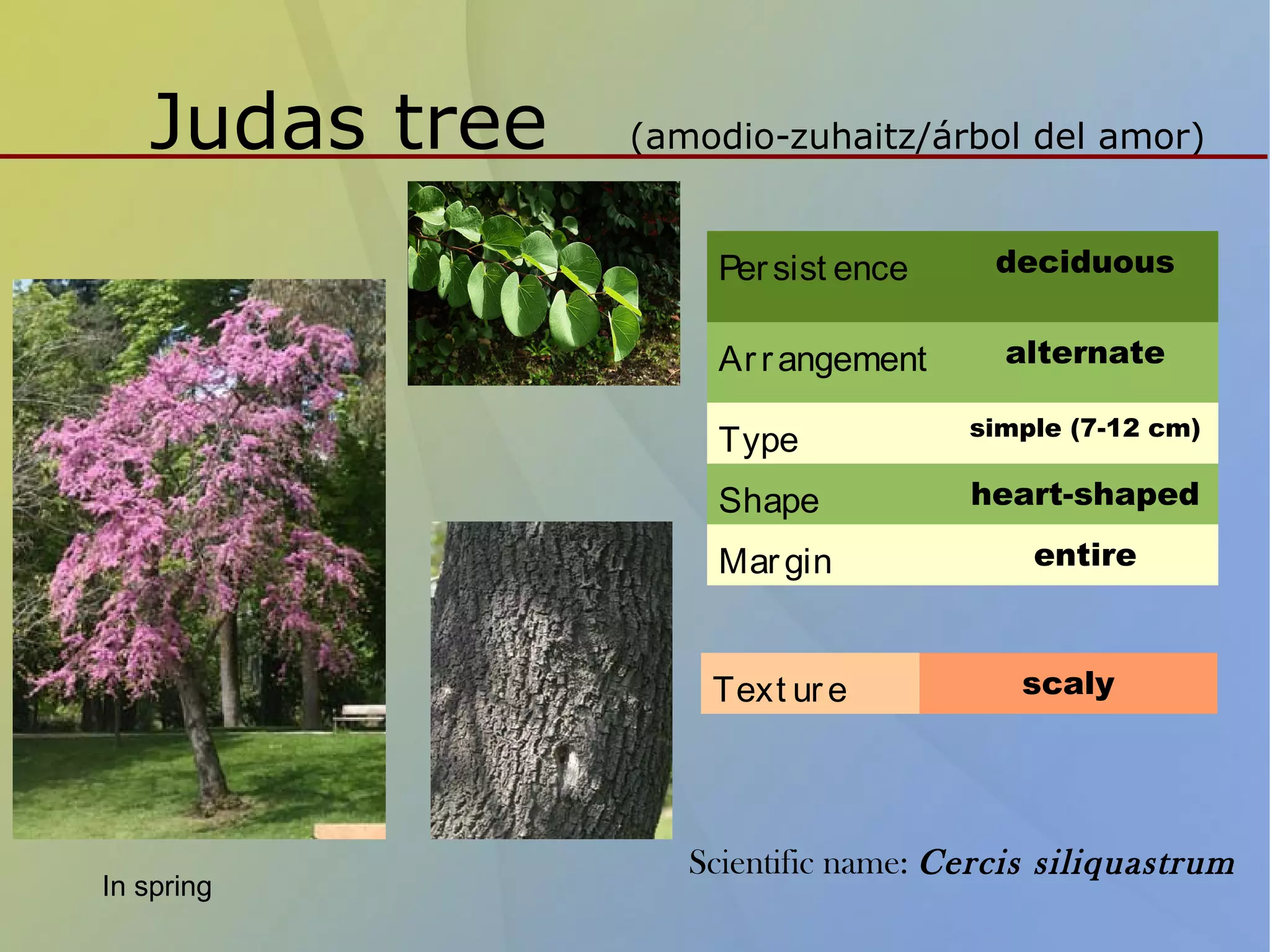 Classification of trees | PPT | Gardening | Home & Garden