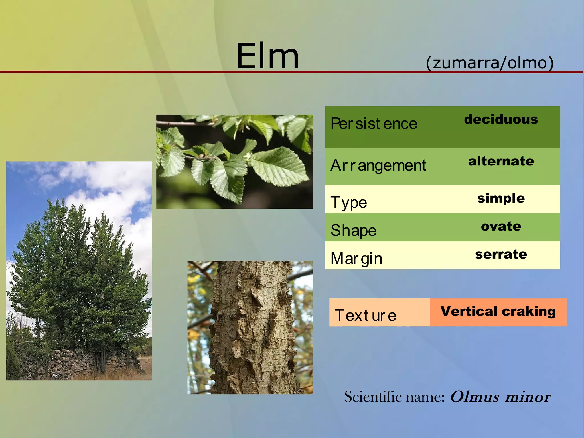 Classification of trees | PPT | Gardening | Home & Garden