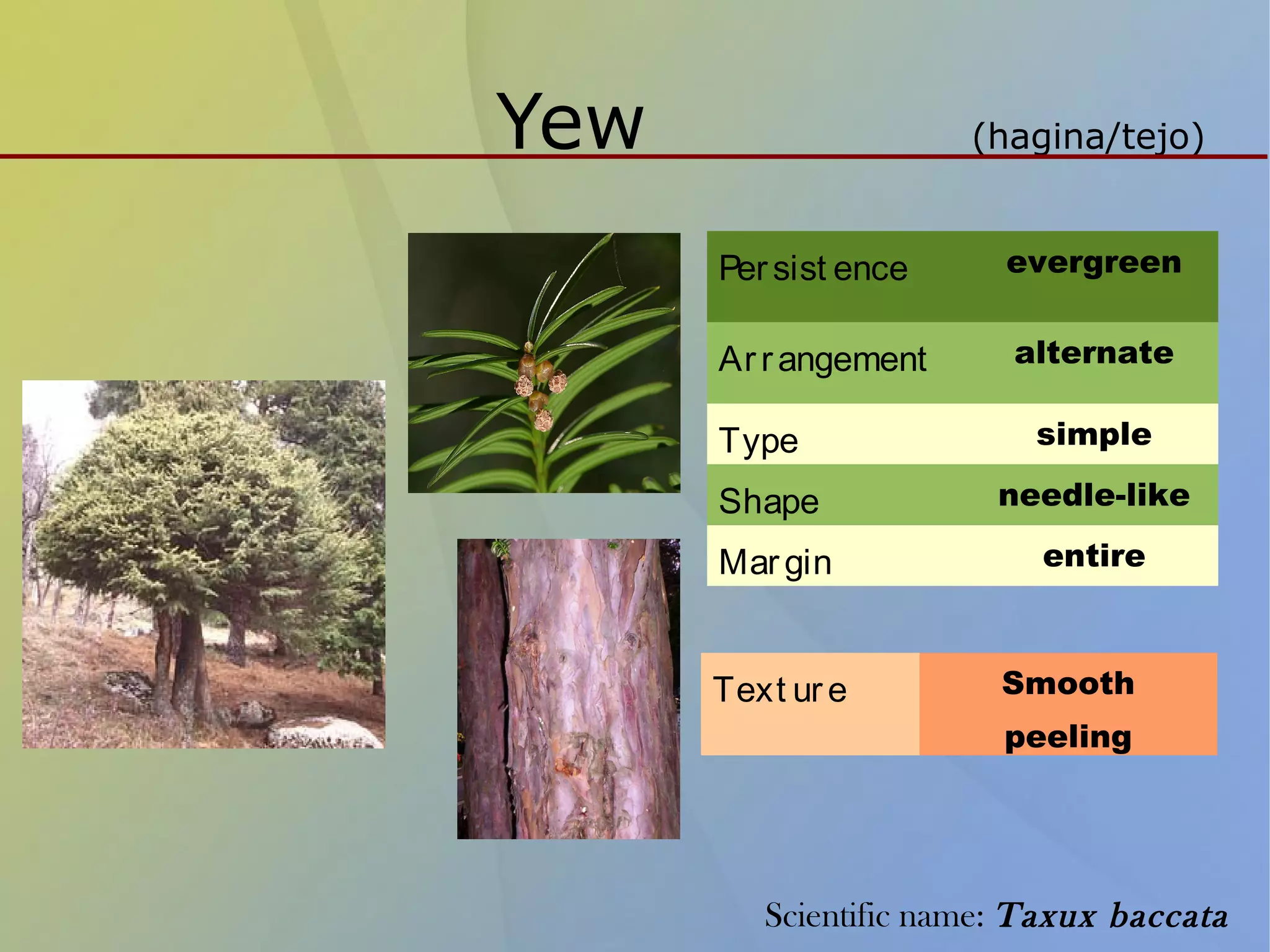 Classification of trees | PPT | Gardening | Home & Garden