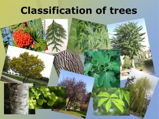 Classification of trees | PPT