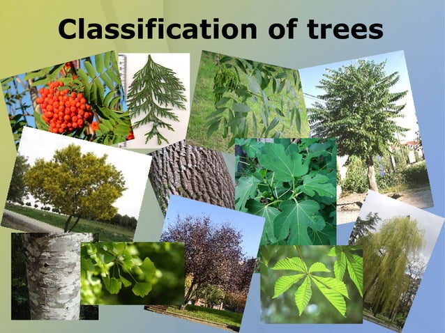 Classification of trees | PPT | Gardening | Home & Garden