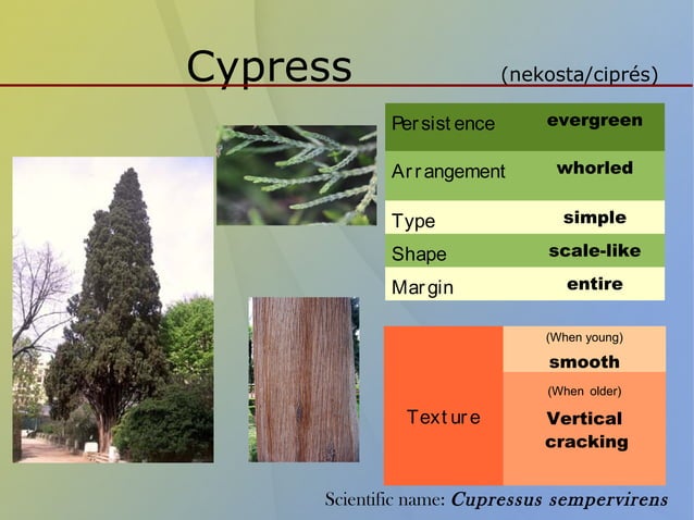 Classification of trees | PPT | Gardening | Home & Garden