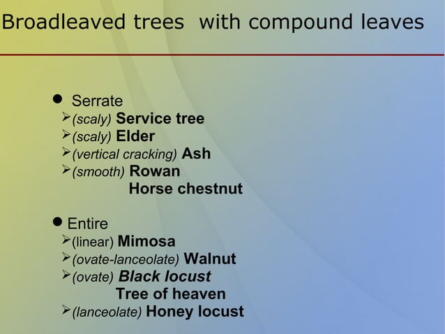 Classification of trees | PPT | Gardening | Home & Garden