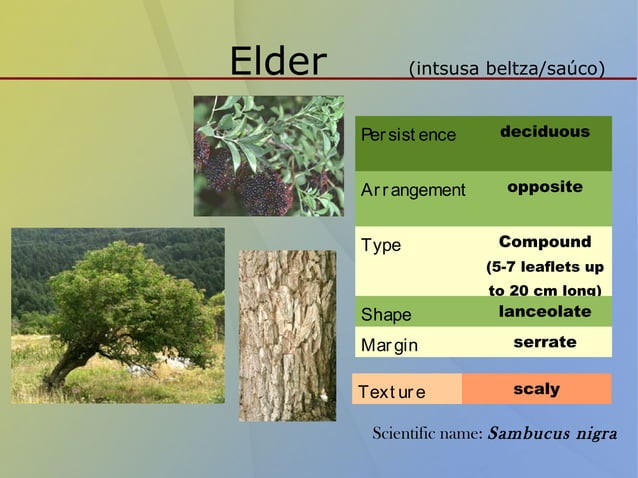 Classification of trees | PPT | Gardening | Home & Garden