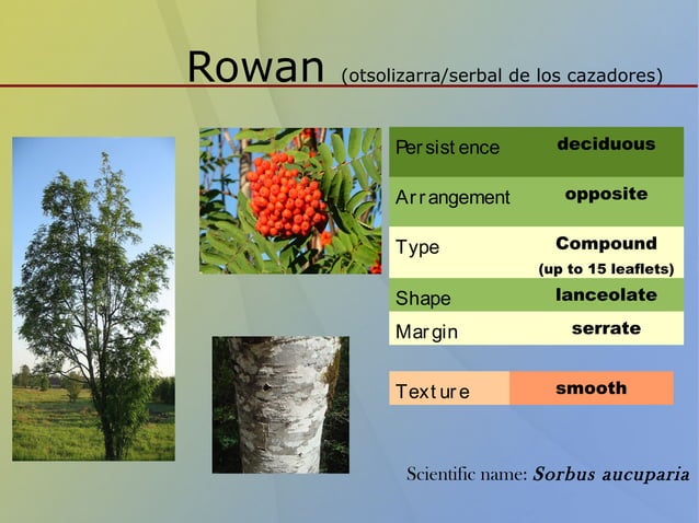 Classification of trees | PPT | Gardening | Home & Garden