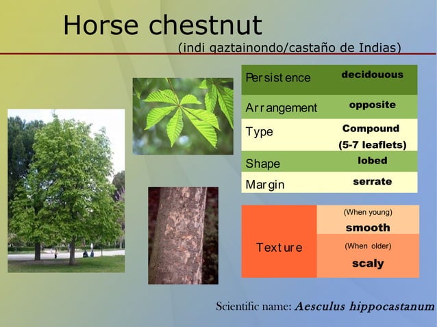 Classification of trees | PPT | Gardening | Home & Garden