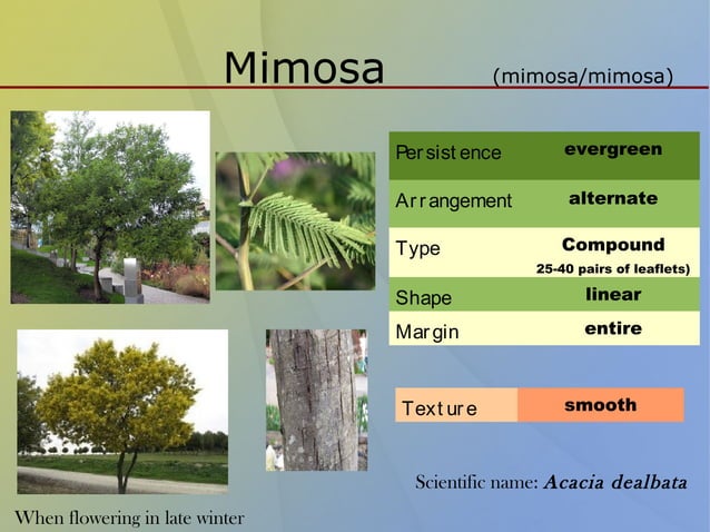 Classification of trees | PPT | Gardening | Home & Garden