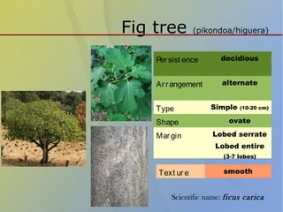 Classification of trees | PPT