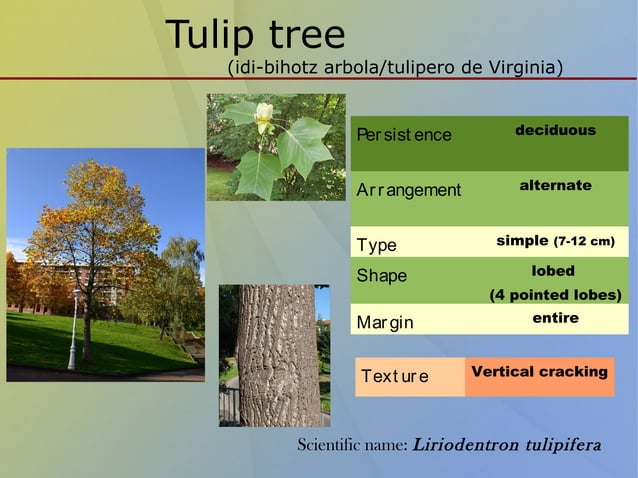 Classification of trees | PPT | Gardening | Home & Garden