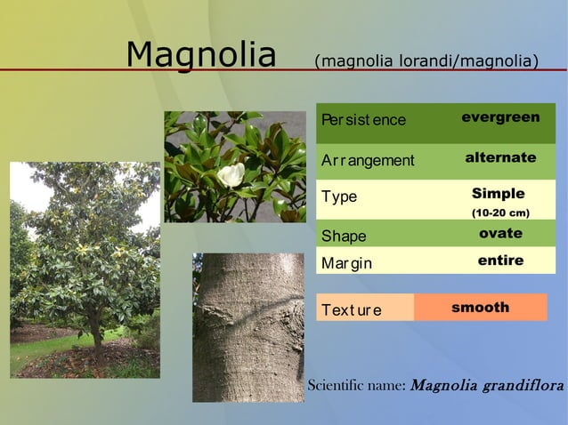 Classification of trees | PPT | Gardening | Home & Garden