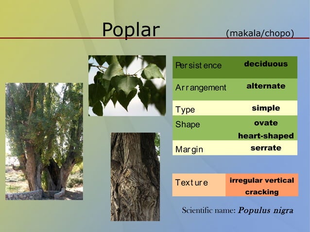 Classification of trees | PPT | Gardening | Home & Garden