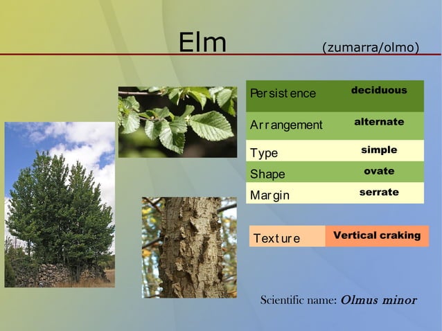 Classification of trees | PPT | Gardening | Home & Garden