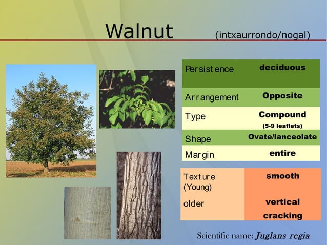 Classification of trees