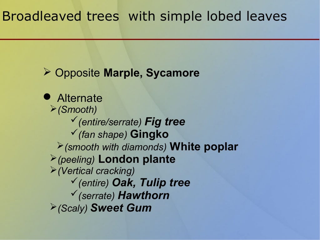 Classification of trees