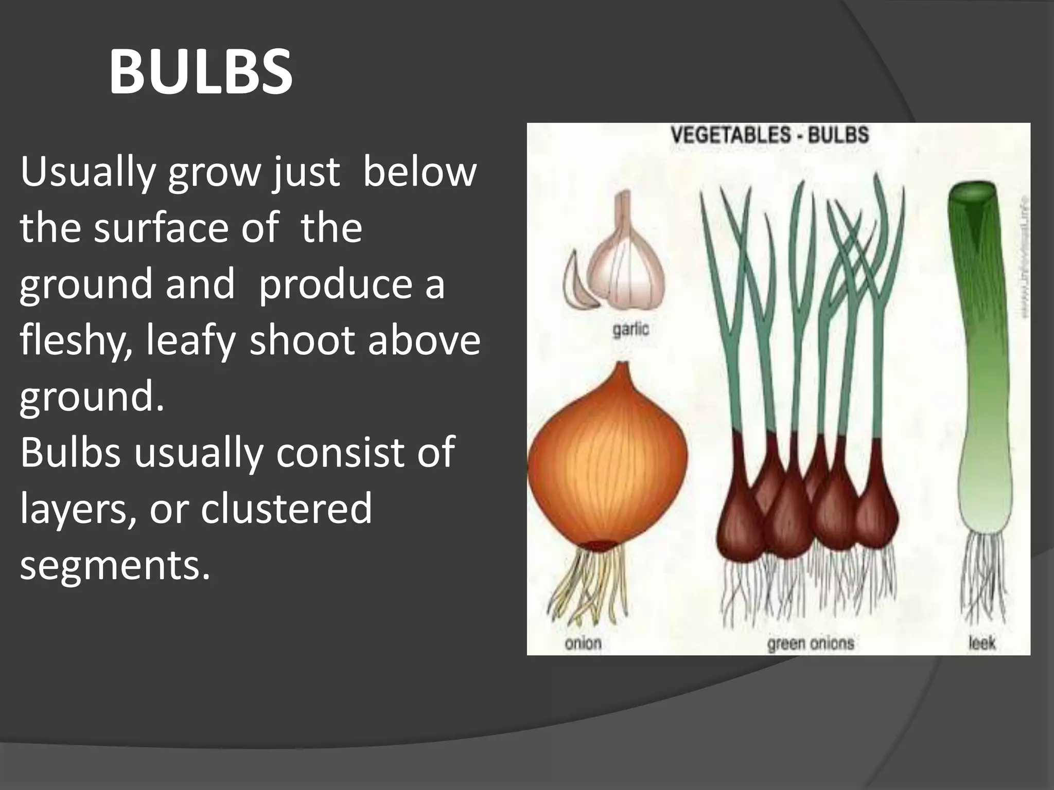 classification of vegetable.pptx