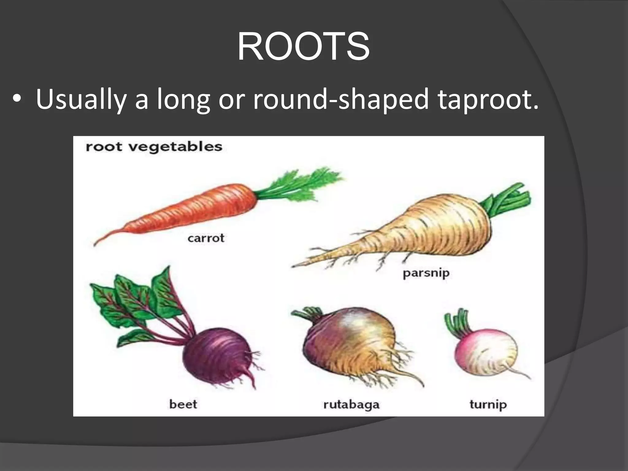 classification of vegetable.pptx