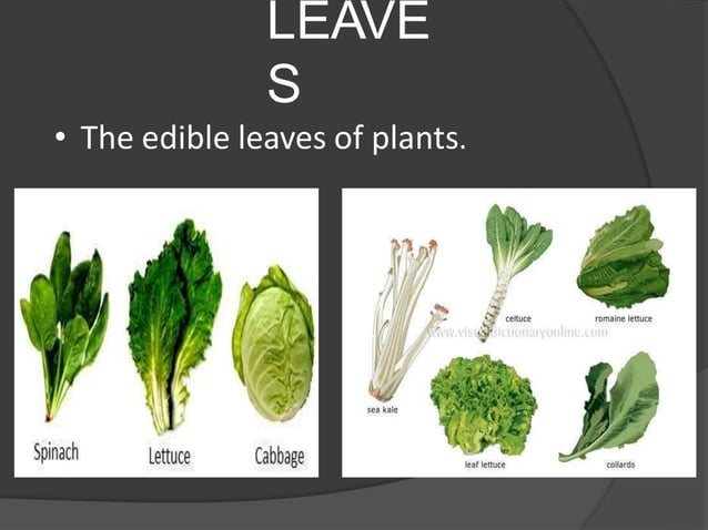 classification of vegetable.pptx