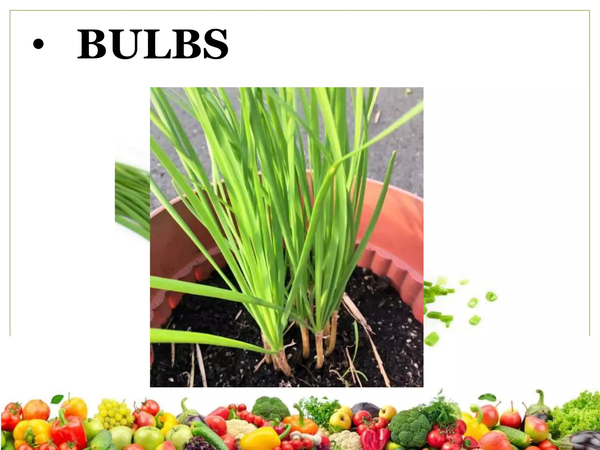 Classification of vegetables | PPTX