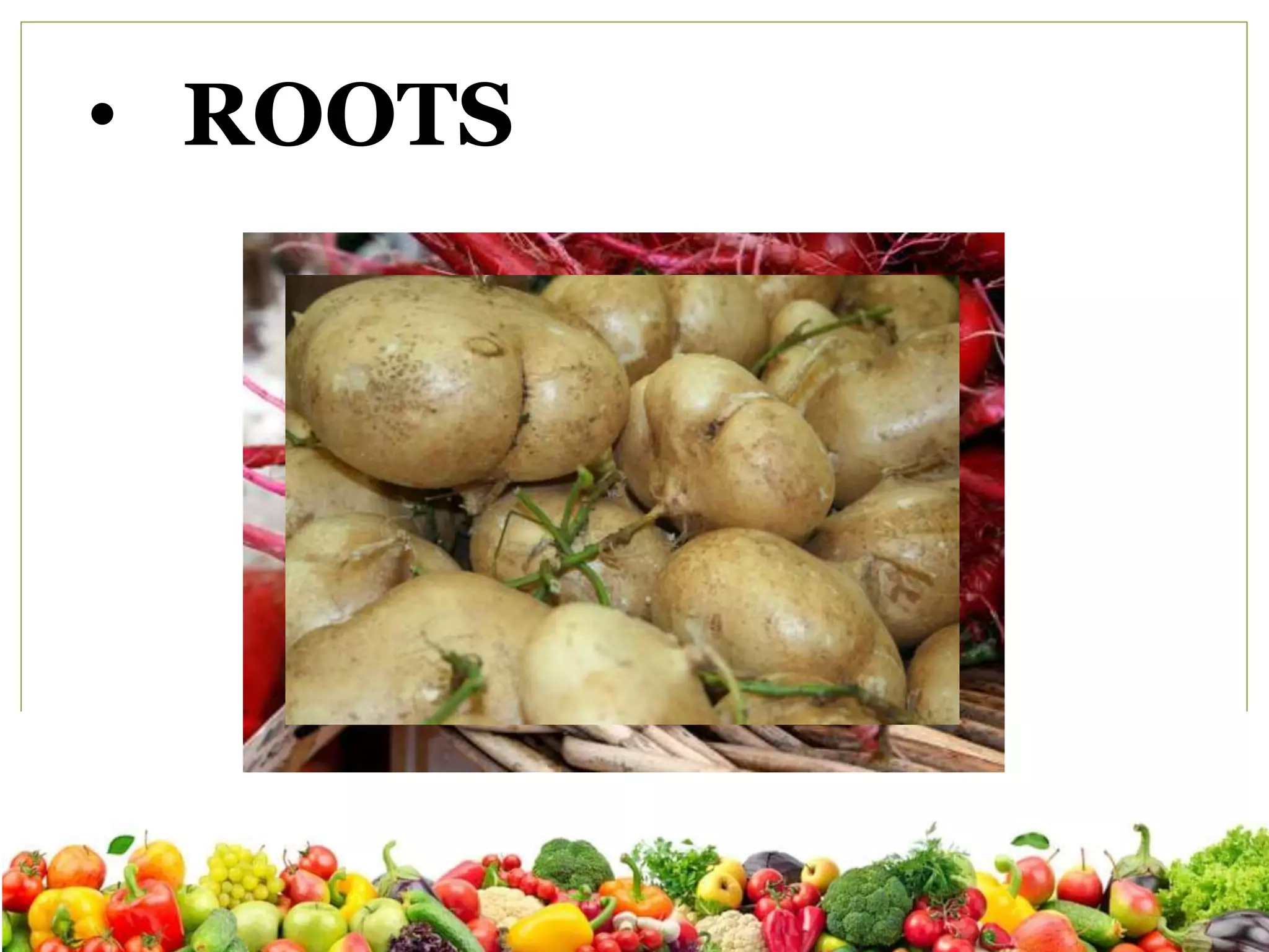 Classification of vegetables | PPTX