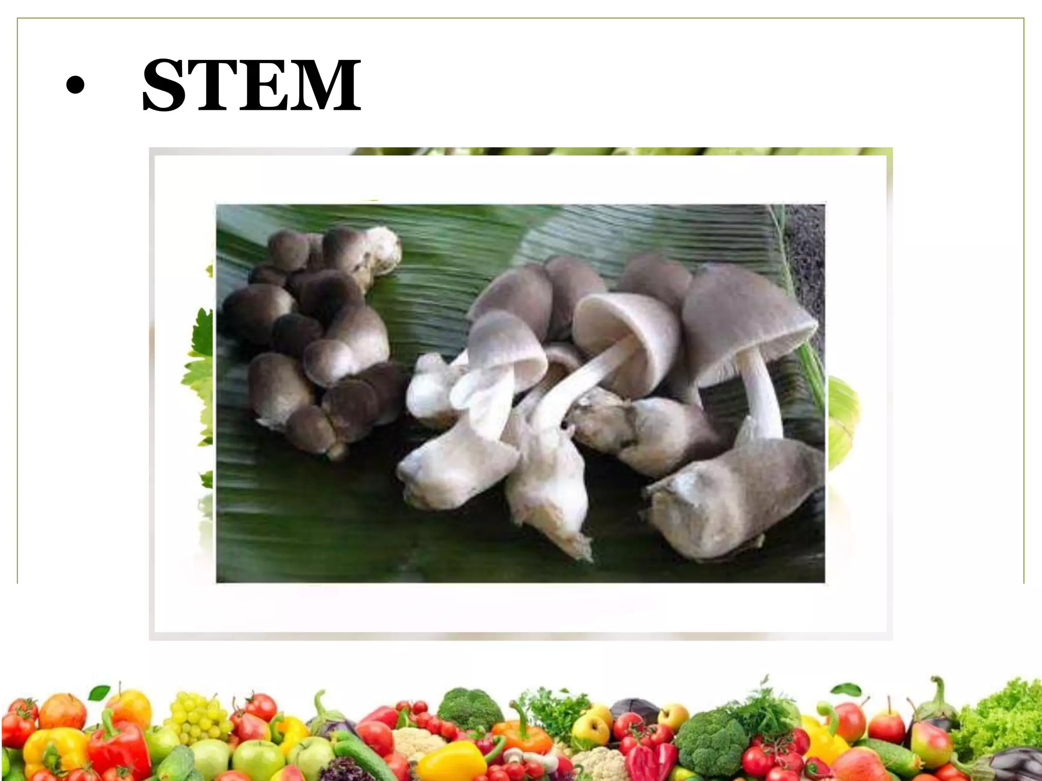 Classification of vegetables | PPTX