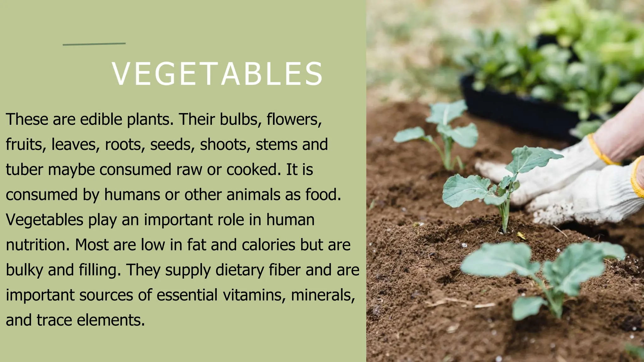 classification of vegetables -5-AVOCADO-GROUP 5 [Autosaved].pptx