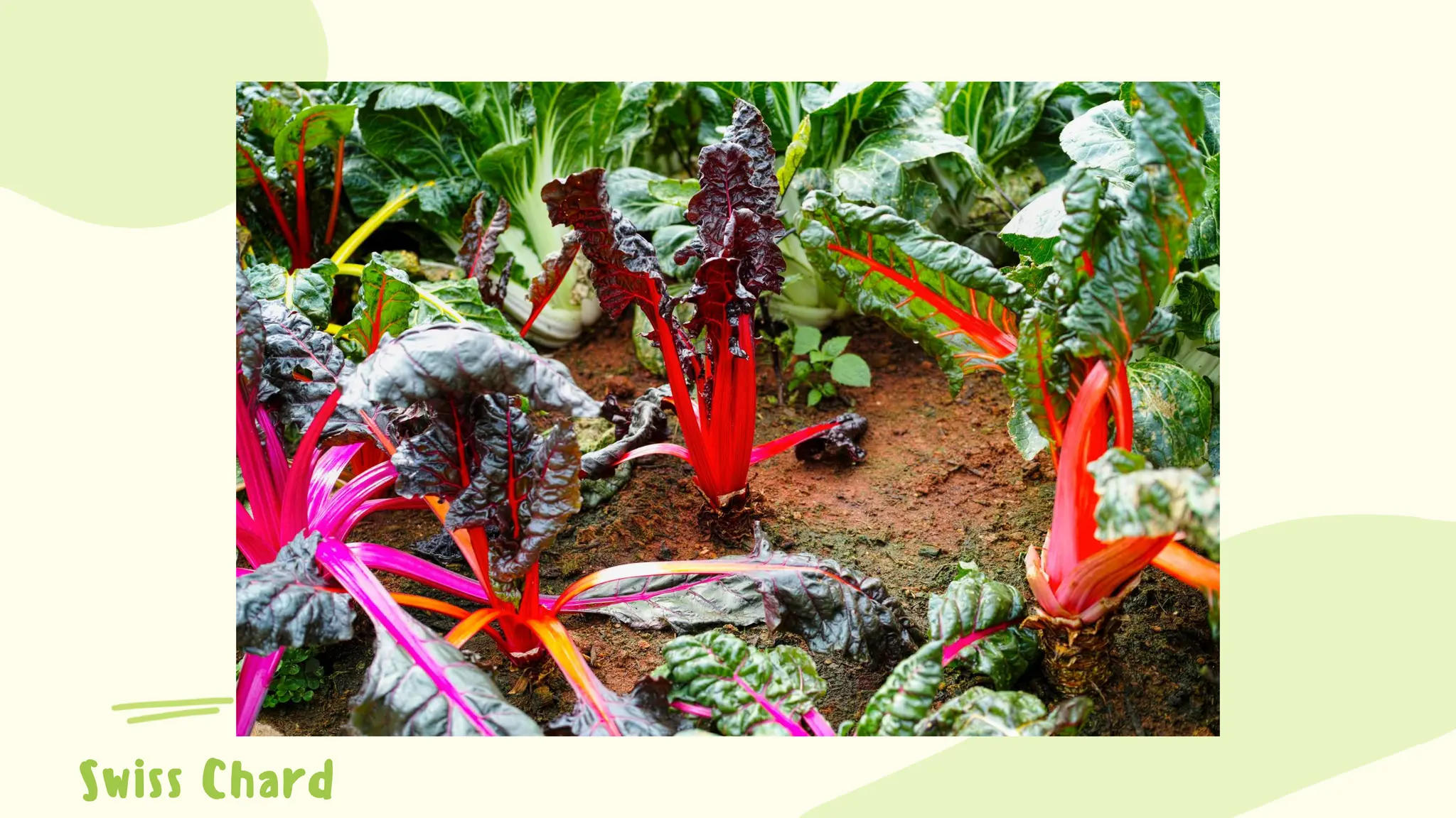 Classification of Vegetables According to Chemical Composition.pptx