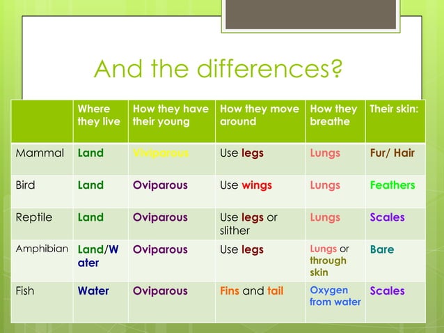 Classification of vertebrate animals | PPTX