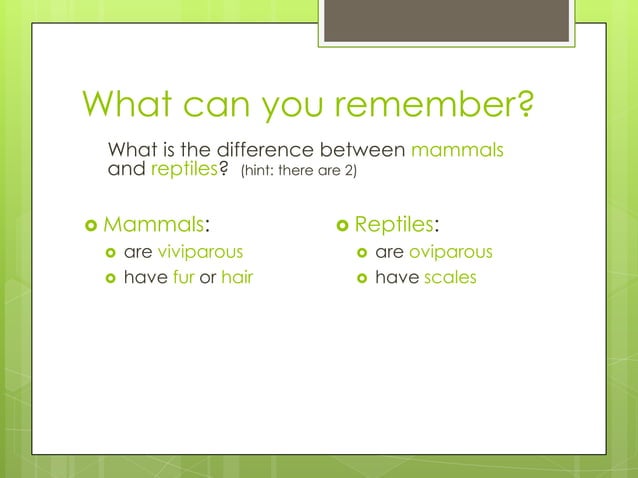 Classification of vertebrate animals | PPTX