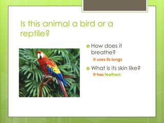 Classification of vertebrate animals | PPTX