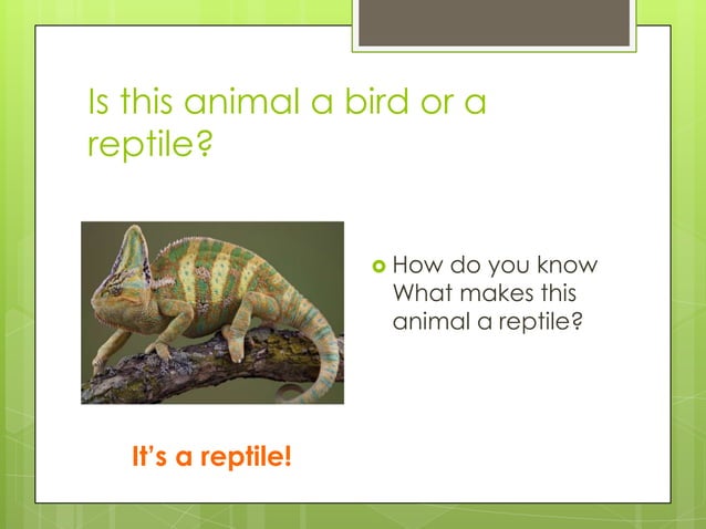 Classification of vertebrate animals | PPTX