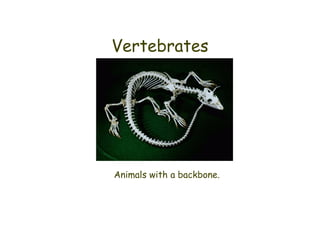Classification of vertebrates | PDF