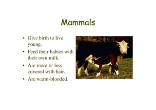 Classification of vertebrates | PDF