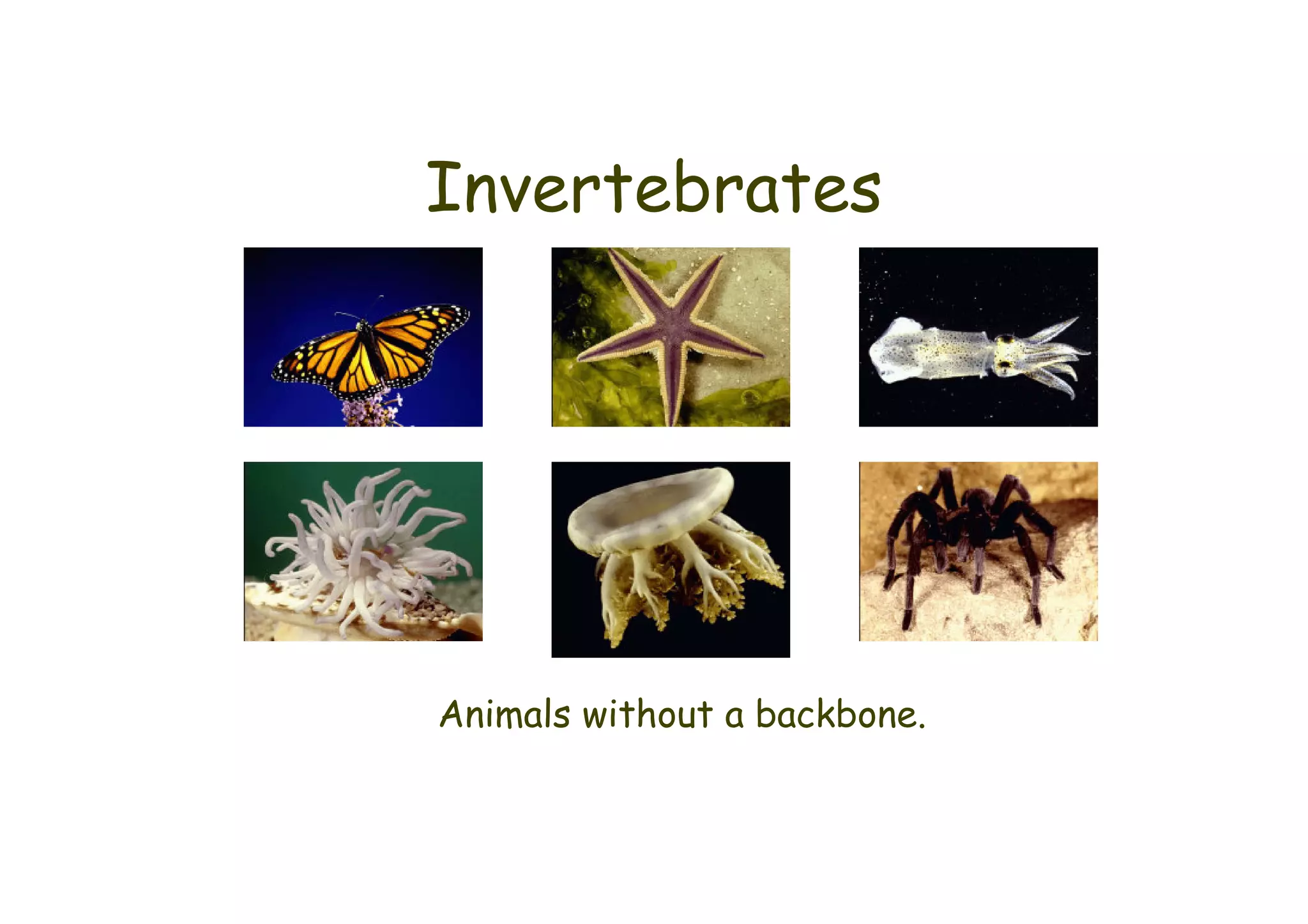 Classification of vertebrates | PDF