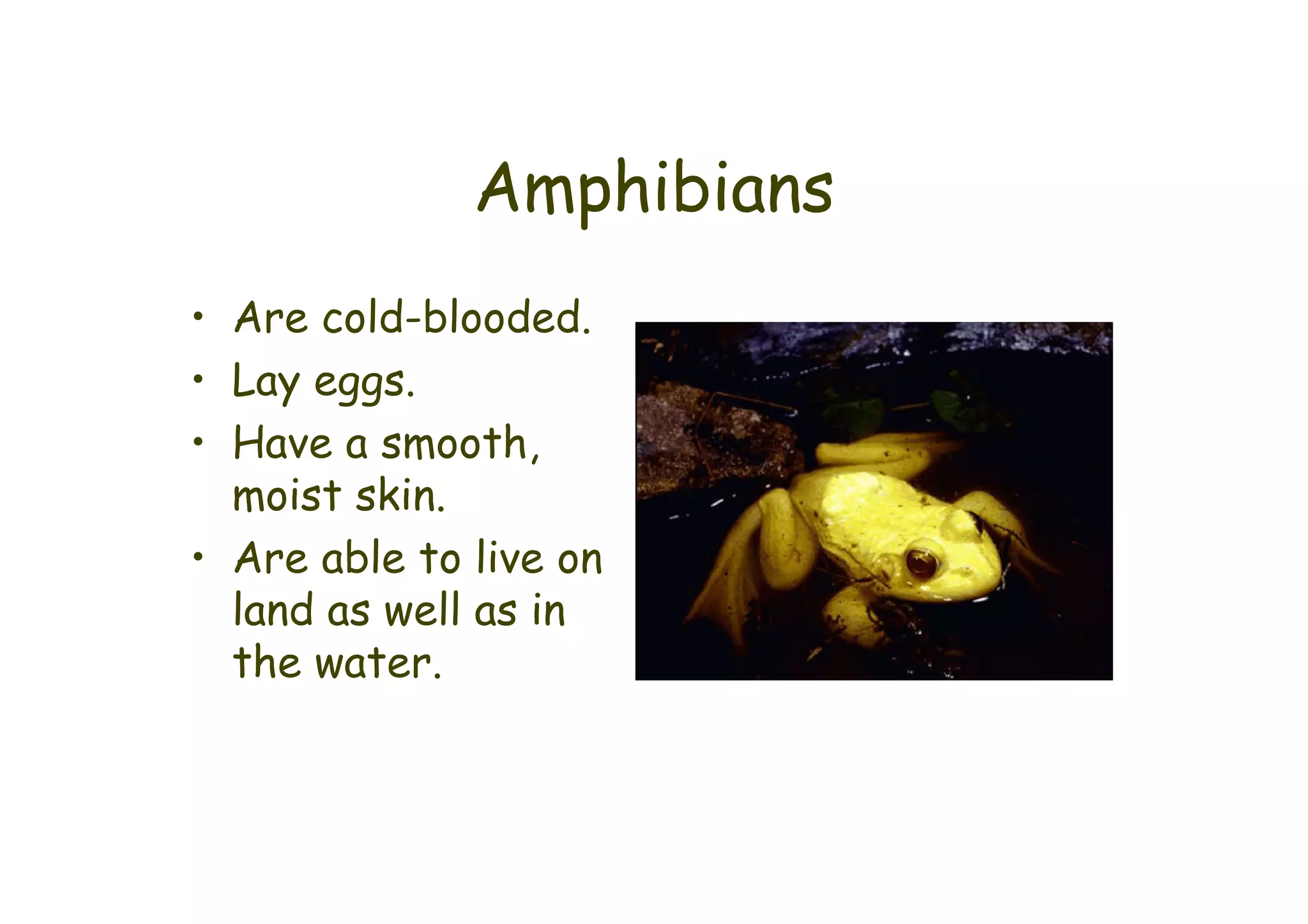 Classification of vertebrates | PDF