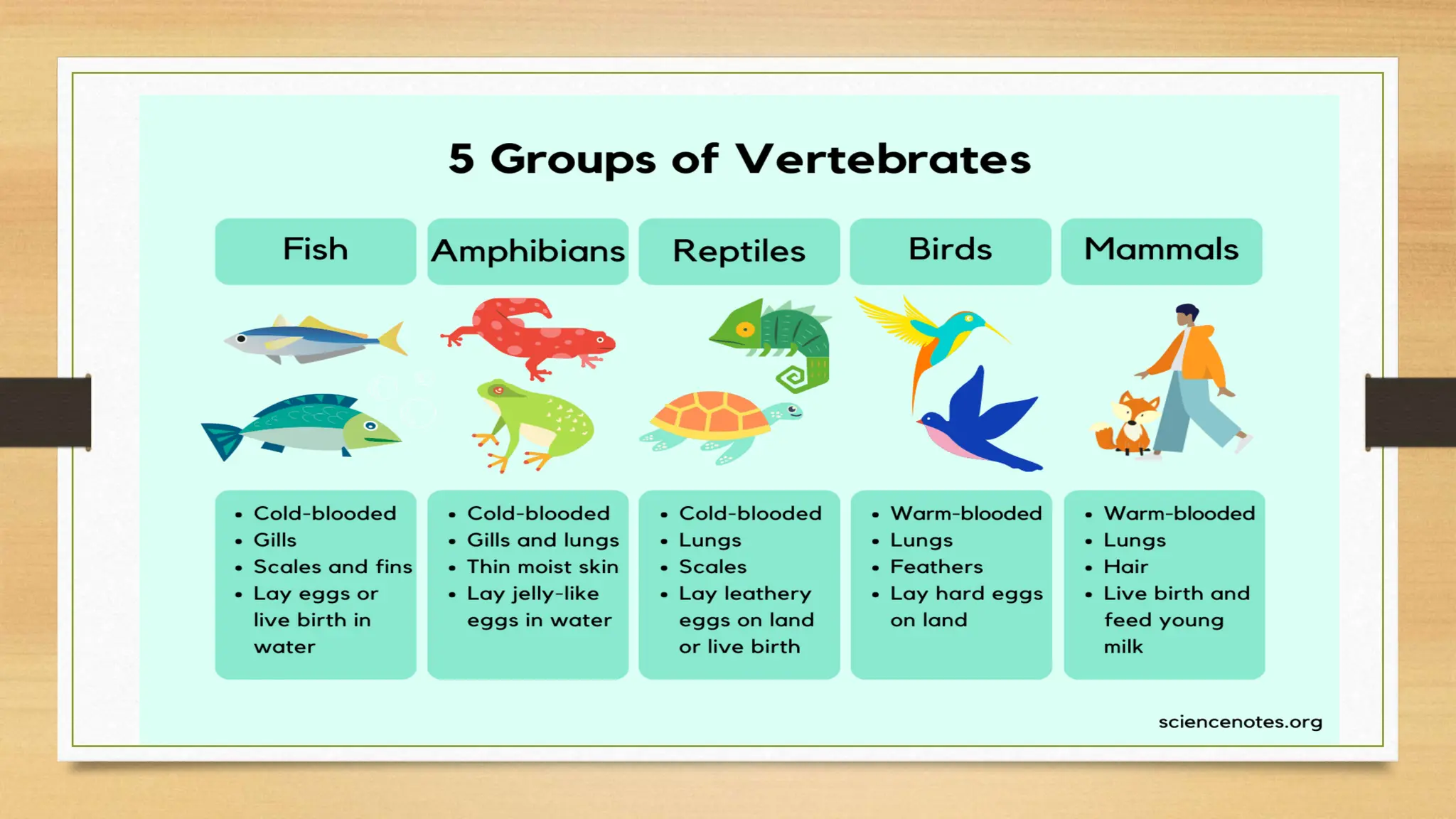 CLASSIFICATION OF VERTEBRATES ANIMALS.pptx | Fish and Aquariums | Pets