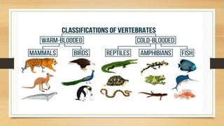 CLASSIFICATION OF VERTEBRATES ANIMALS.pptx | Fish and Aquariums | Pets