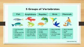 CLASSIFICATION OF VERTEBRATES ANIMALS.pptx | Fish and Aquariums | Pets