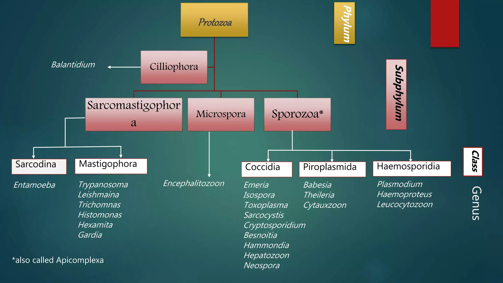 Classification of veterinary protozoans | PPTX