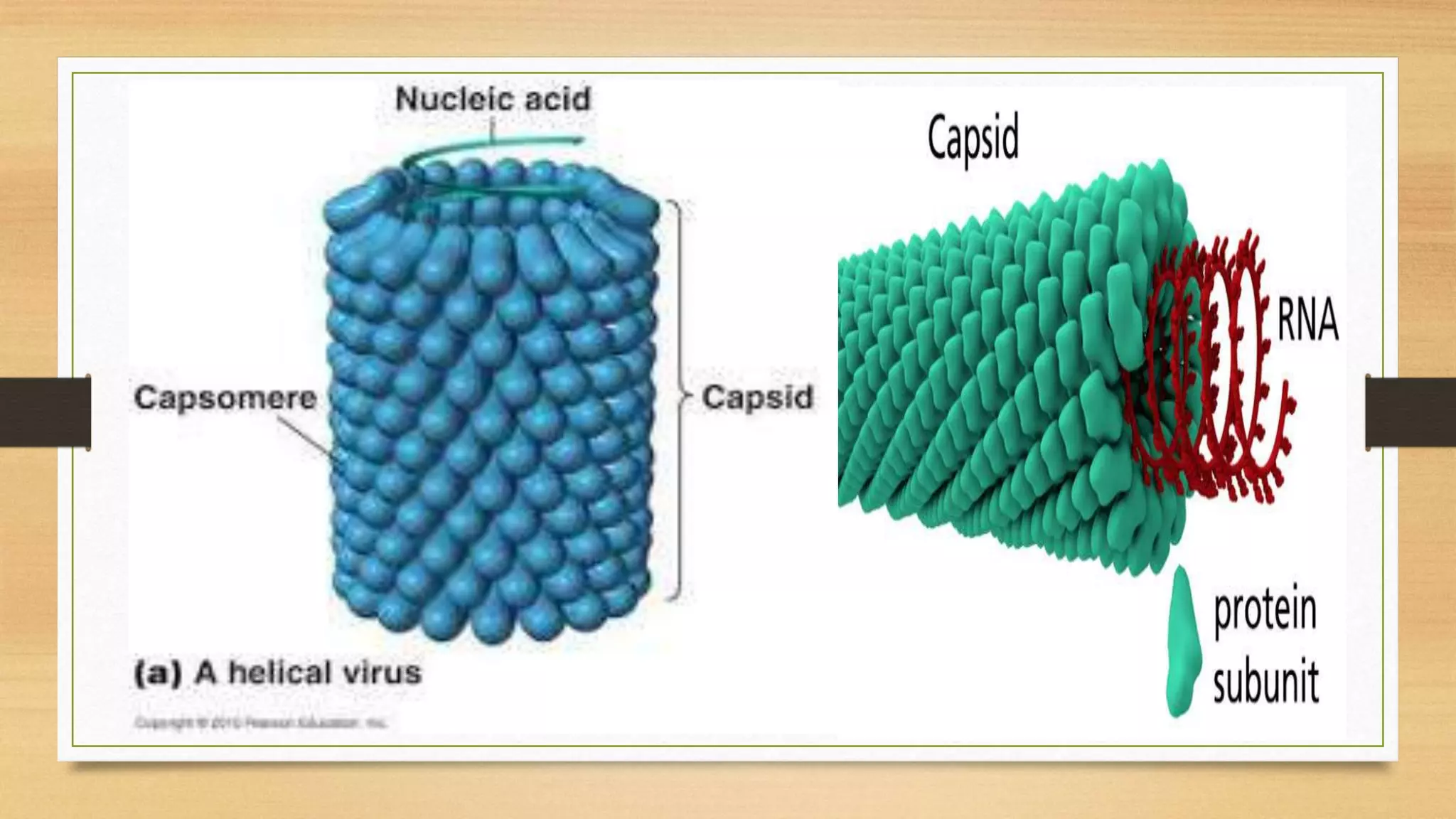 Classification Of Virus Symmetry Pptx