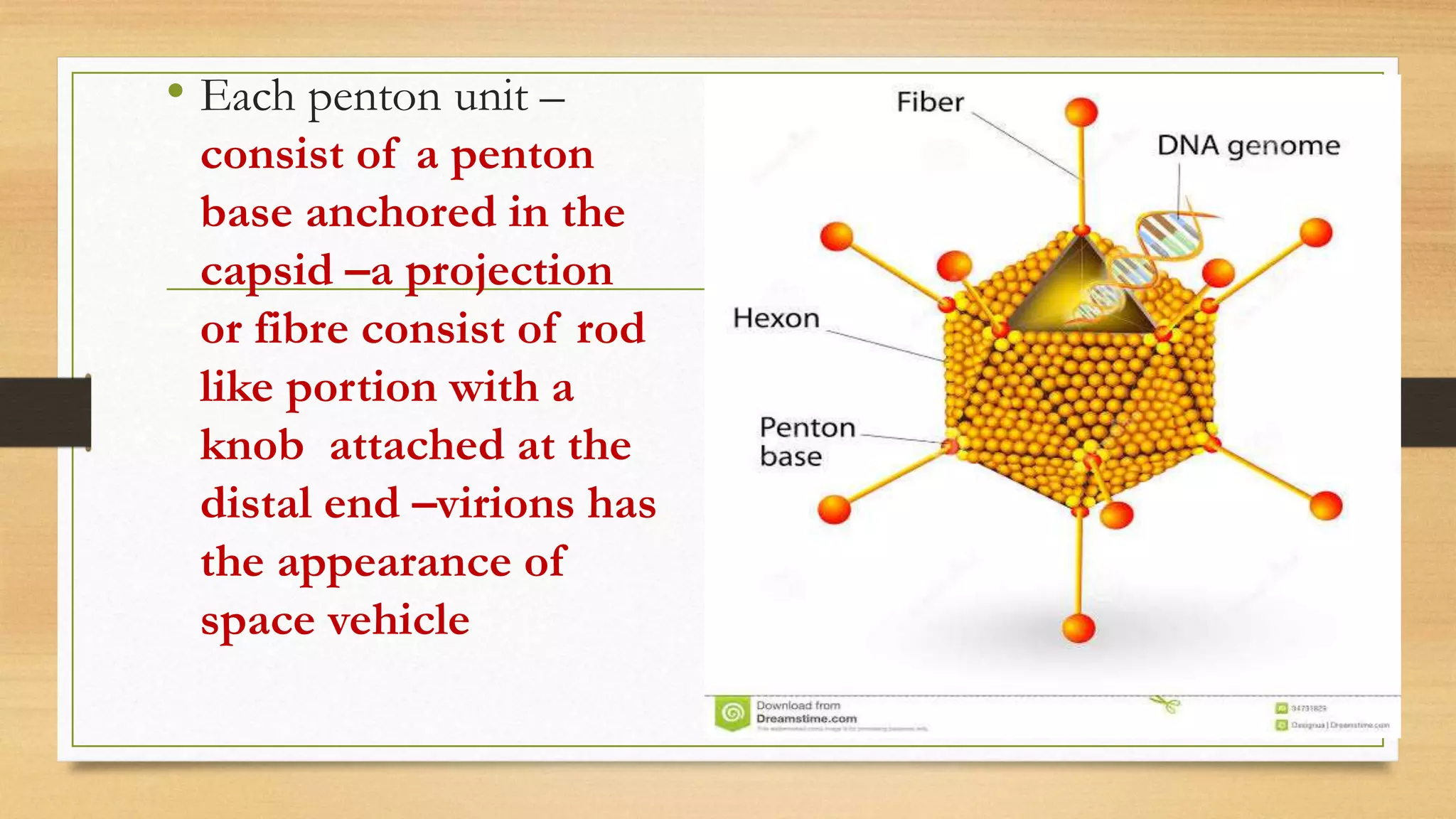 Classification of virus, symmetry | PPTX