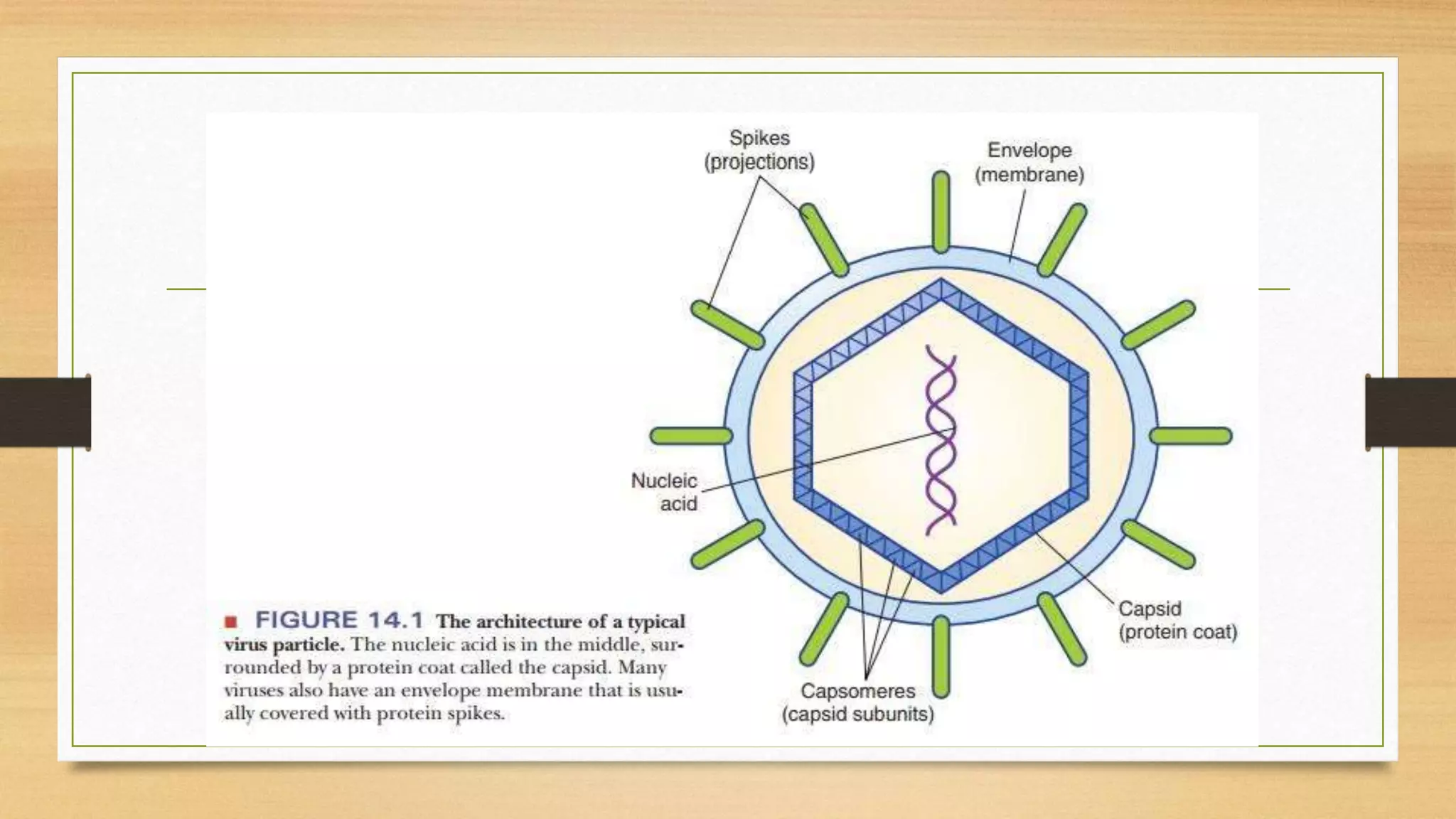 Classification of virus, symmetry | PPTX