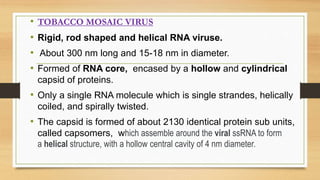 Classification of virus, symmetry | PPTX