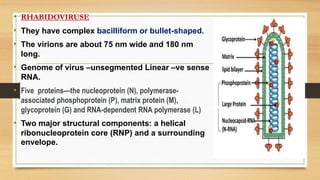Classification of virus, symmetry | PPTX