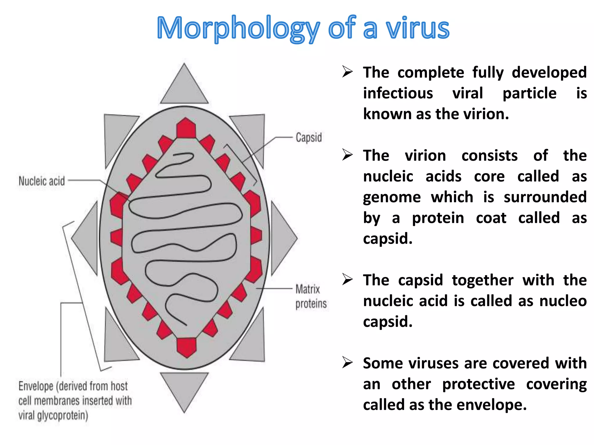 Classification of virus | PPTX