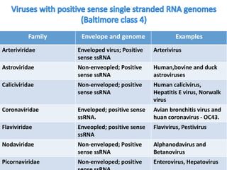Classification of virus | PPTX