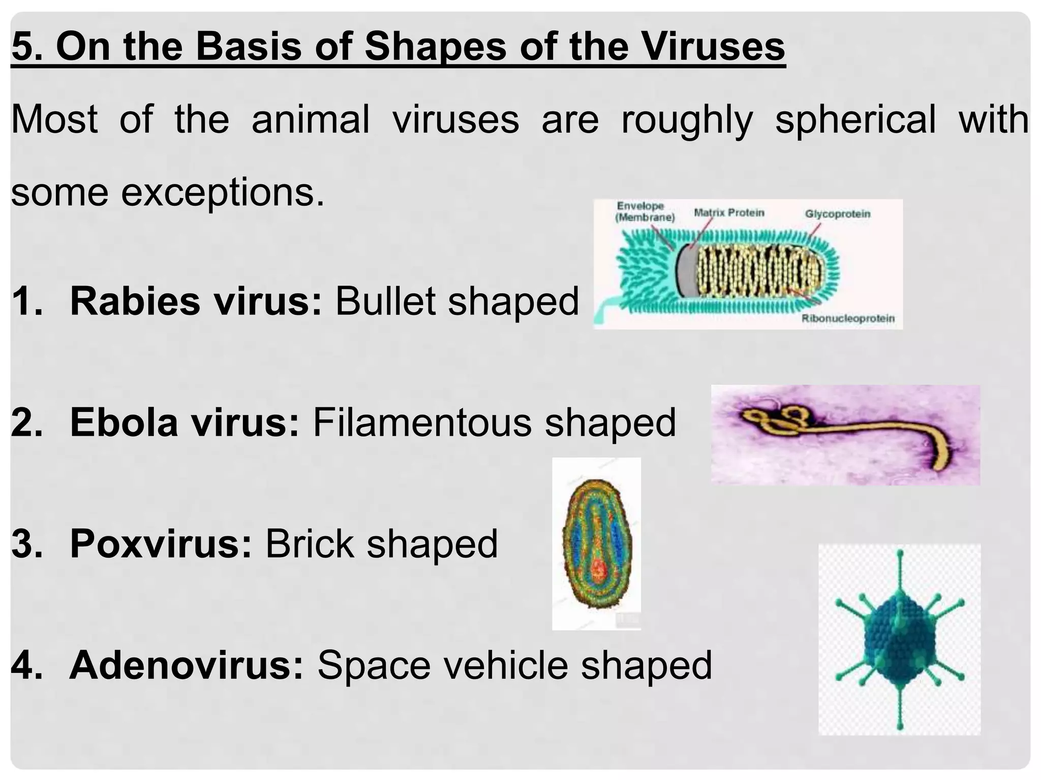 Classification of viruses | PPTX