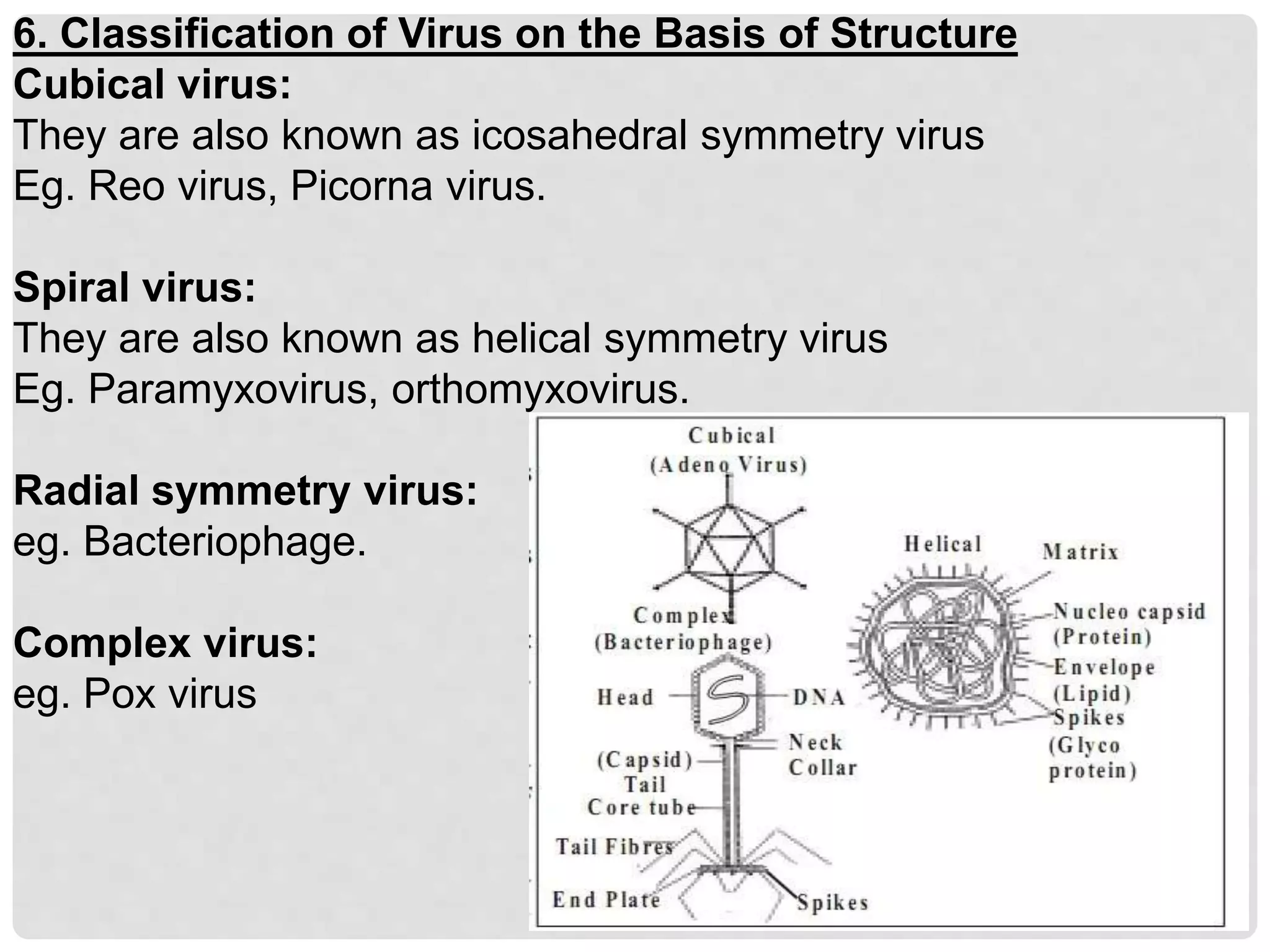 Classification of viruses | PPTX