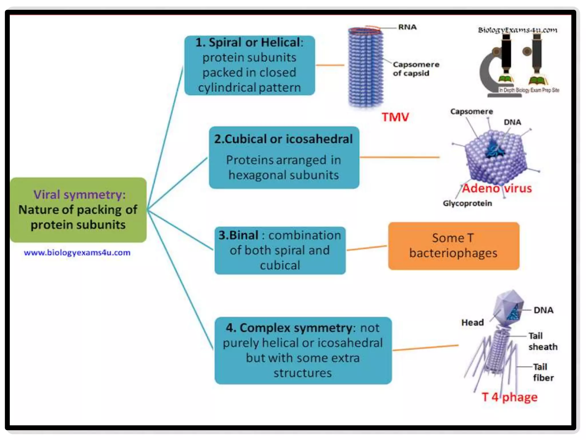 Classification of viruses | PPTX