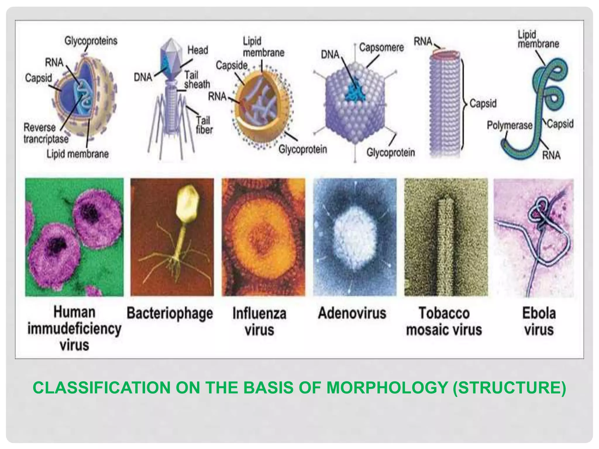 Classification of viruses | PPTX